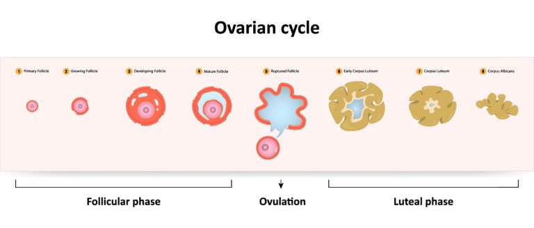 Antral follicle count: what is it?