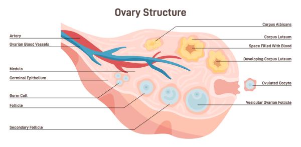 Difference Between Left Ovary And Right Ovary