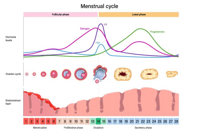 How do hormones control the menstrual cycle: phases, levels